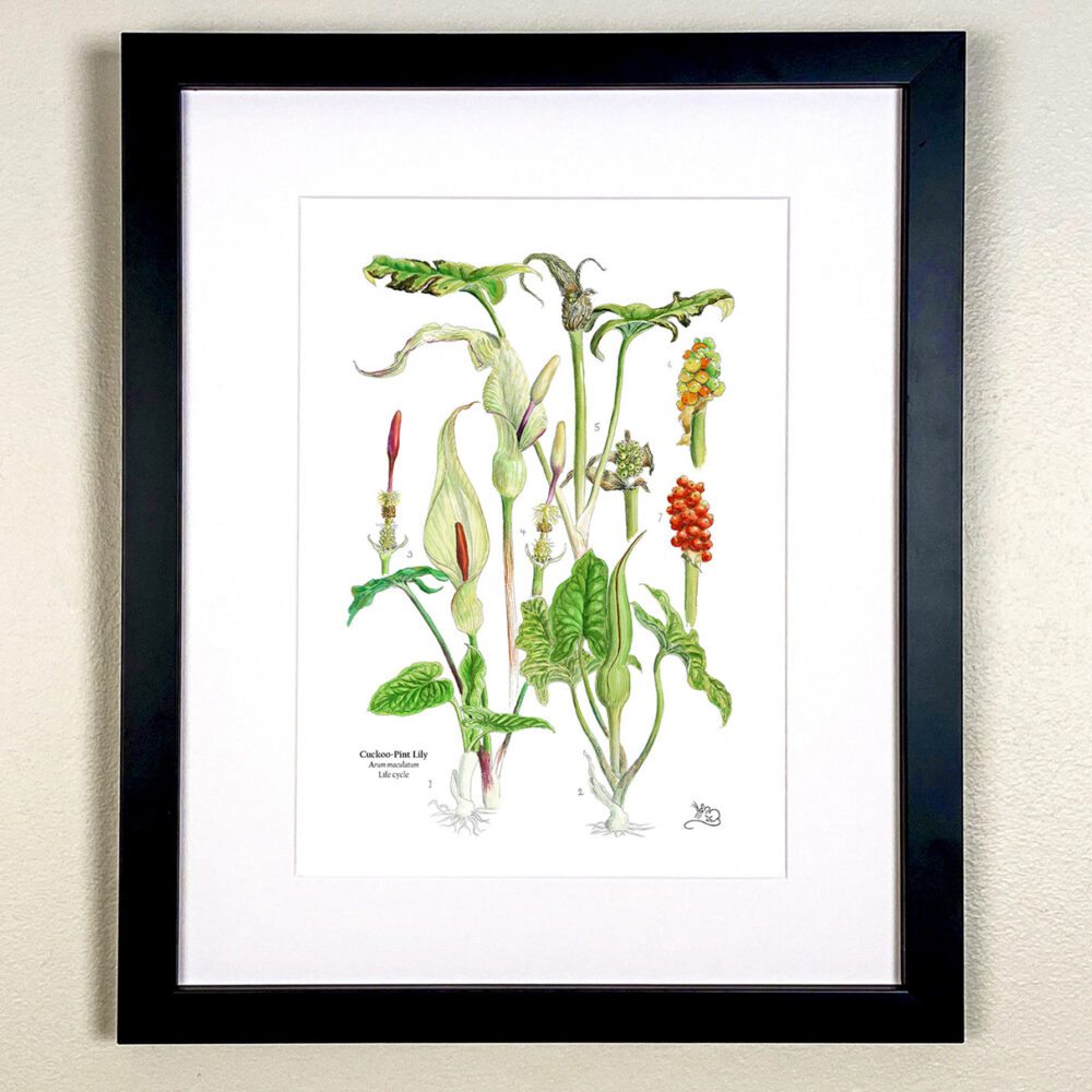 Life cycle of an Arum Lily Print – Wildlife By Mouse