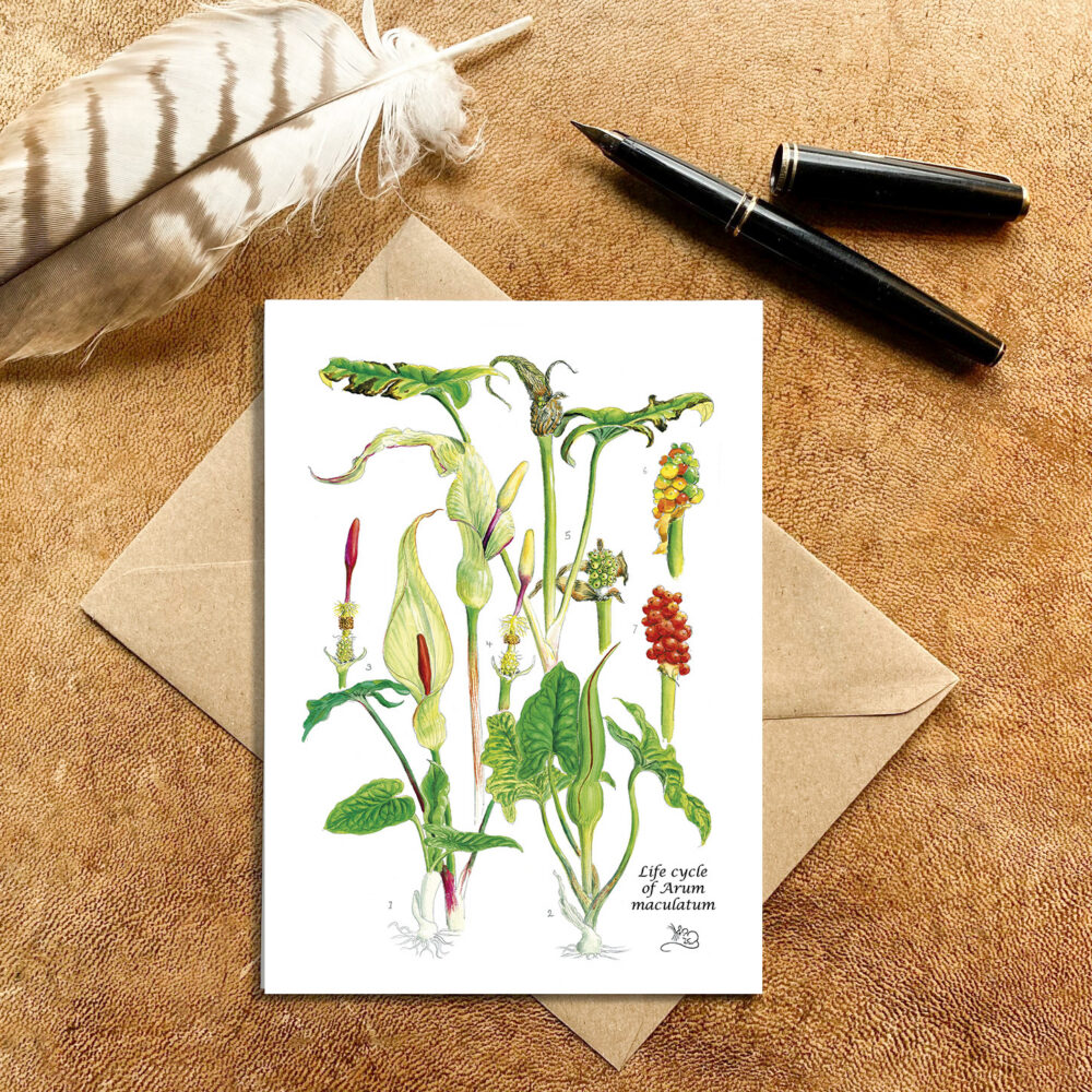 Life cycle of an Arum Lily Card – Wildlife By Mouse
