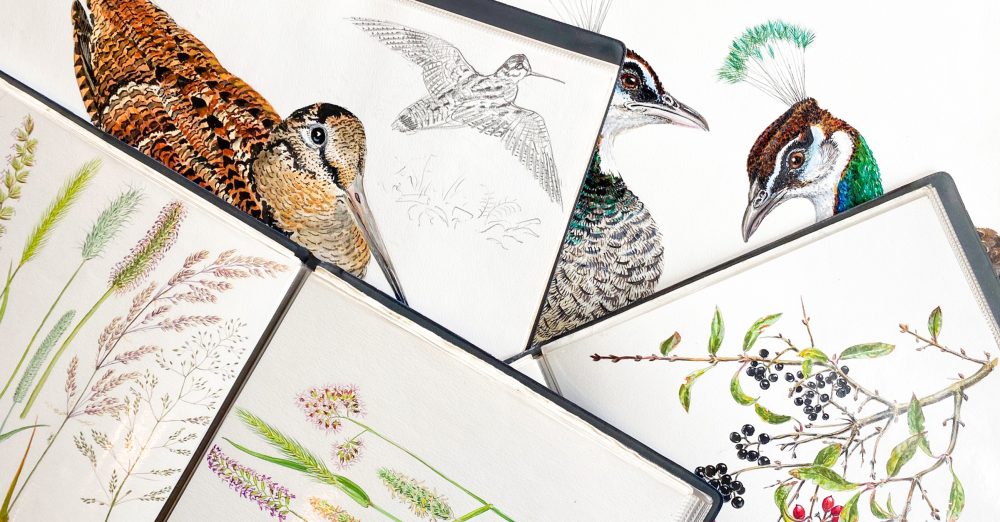 About Mouse – Wildlife By Mouse