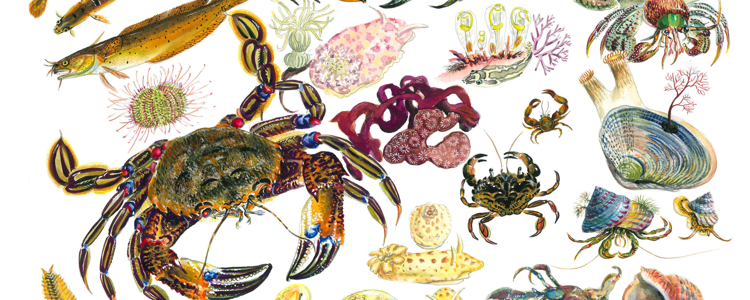 Wildlife By Mouse – a celebration of nature through the remarkable ...