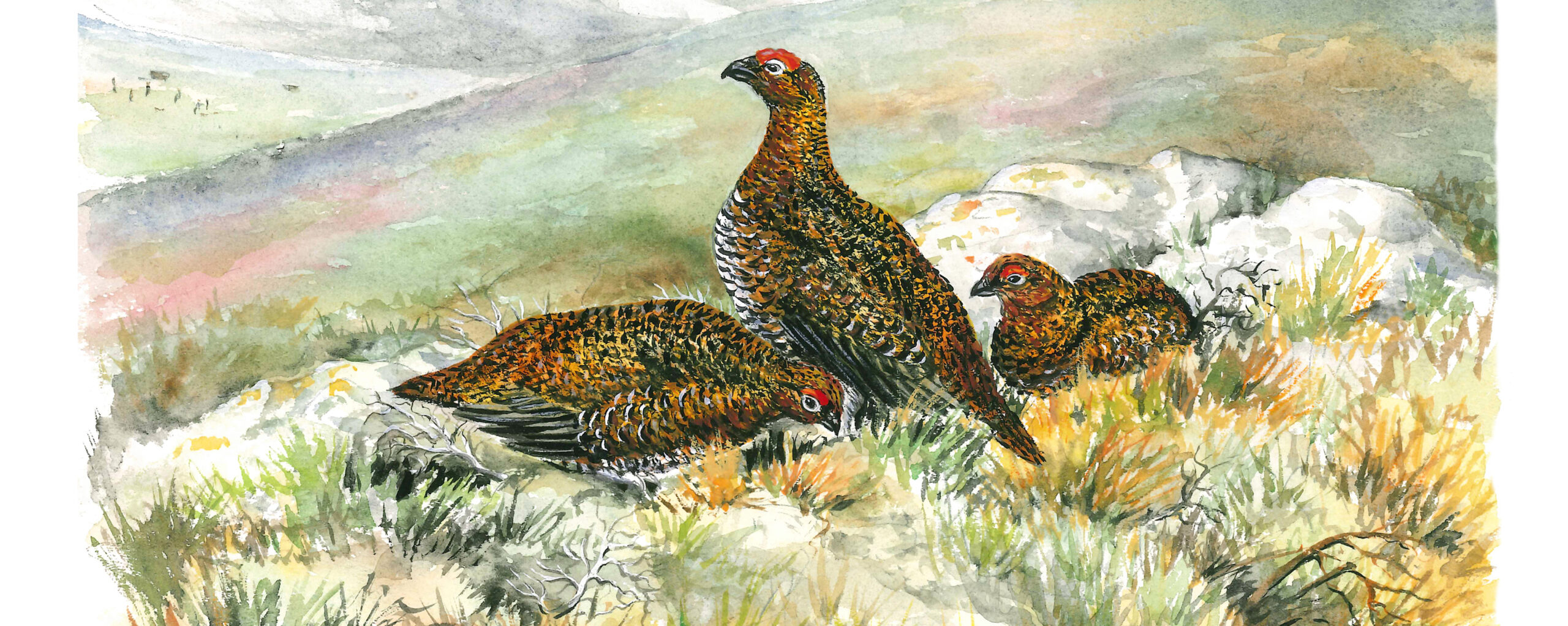 Wildlife By Mouse – a celebration of nature through the remarkable ...