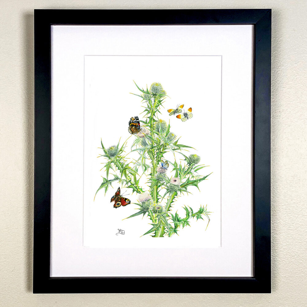 Life cycle of an Arum Lily Print – Wildlife By Mouse